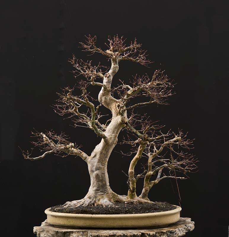 Walter Pall Bonsai Adventures: Japanese Maple #22