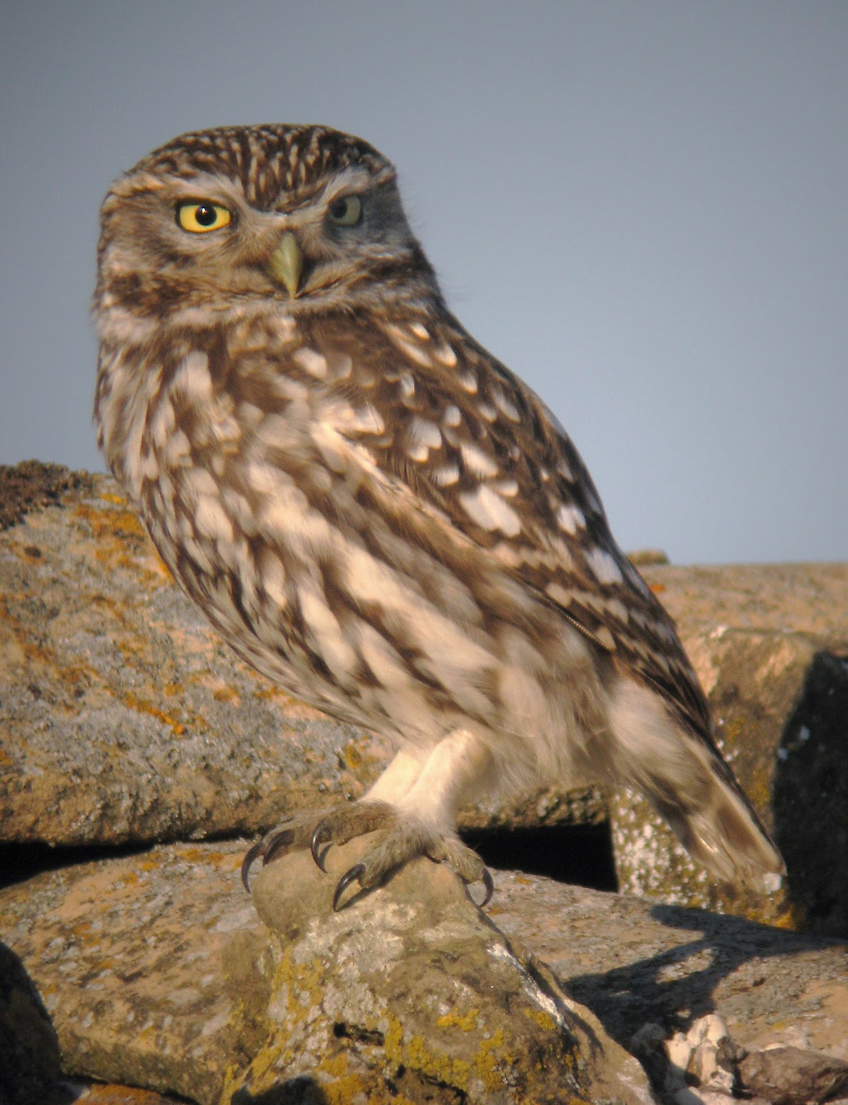 Navarra al natural: Mochuelo europeo. (Athene noctua)