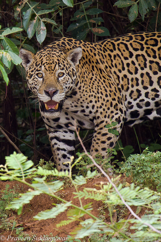 Praveen Siddannavar's Blog: My Encounter with a Jaguar - Part 1