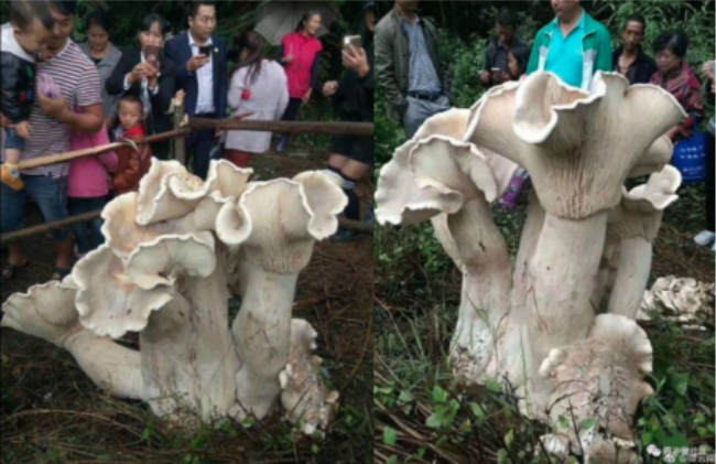 Penemuan Jamur Raksasa Ini Menghebohkan Warga Desa - BeritaIslam.org