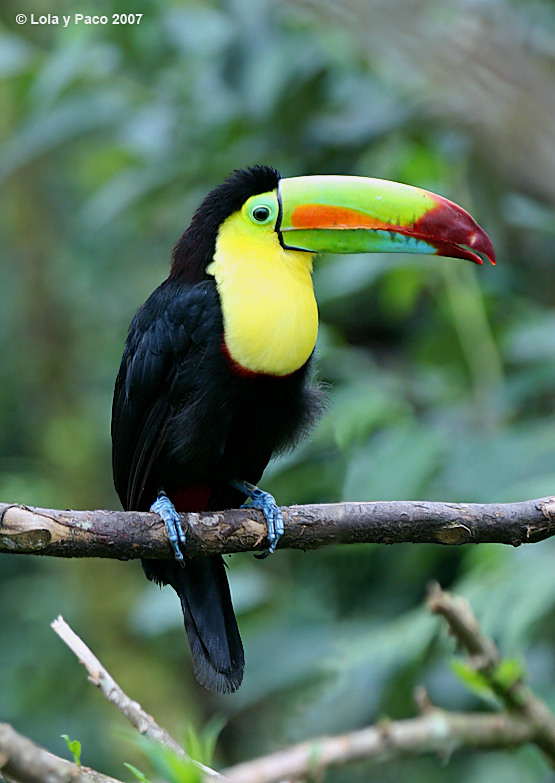 Animales en Peligro de Extinción : El Tucan.
