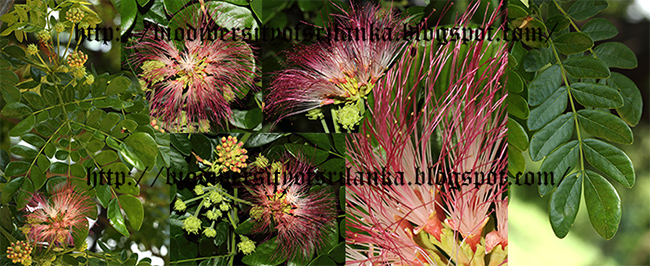 Biodiversity of Sri Lanka: මාර/පිනි මාර/පාරෙ මාර[Mara/Pini Mara/Para ...