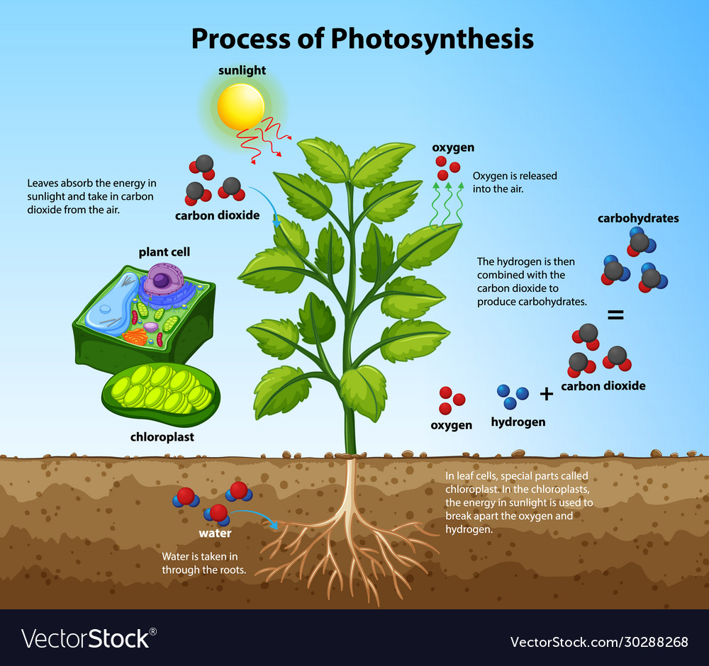 HUMAN BEGINNING ON EARTH AND HOW DOES PHOTOSYTHESIS TAKES PLACE