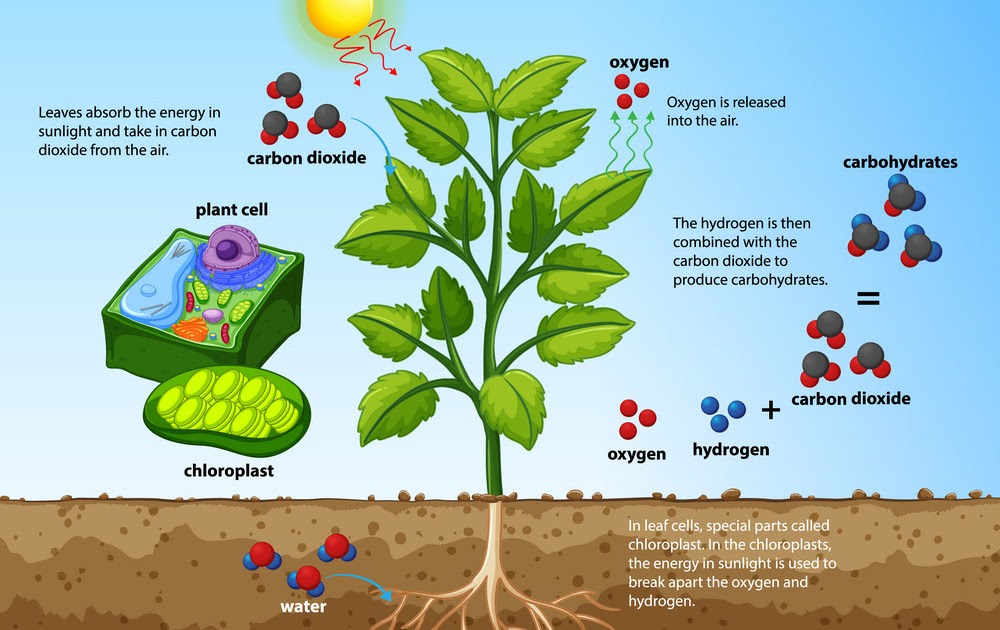 HUMAN BEGINNING ON EARTH AND HOW DOES PHOTOSYTHESIS TAKES PLACE