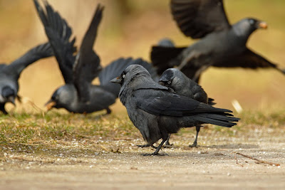 Corvus monedula: Die Dohlen WG