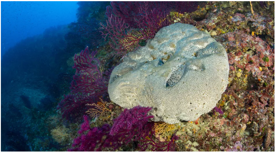 it is perhaps the oldest form of animal life on Earth; 350 million year ...