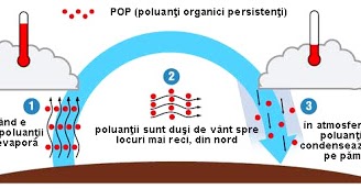 Al-Chimia Barbarilor: Portofoliu compusi halogenati - Antonia Dumitrache