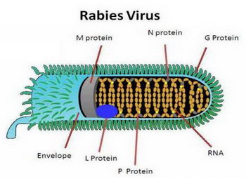 Rabies: Symptoms, Treatment, and Prevention - WhatDisease