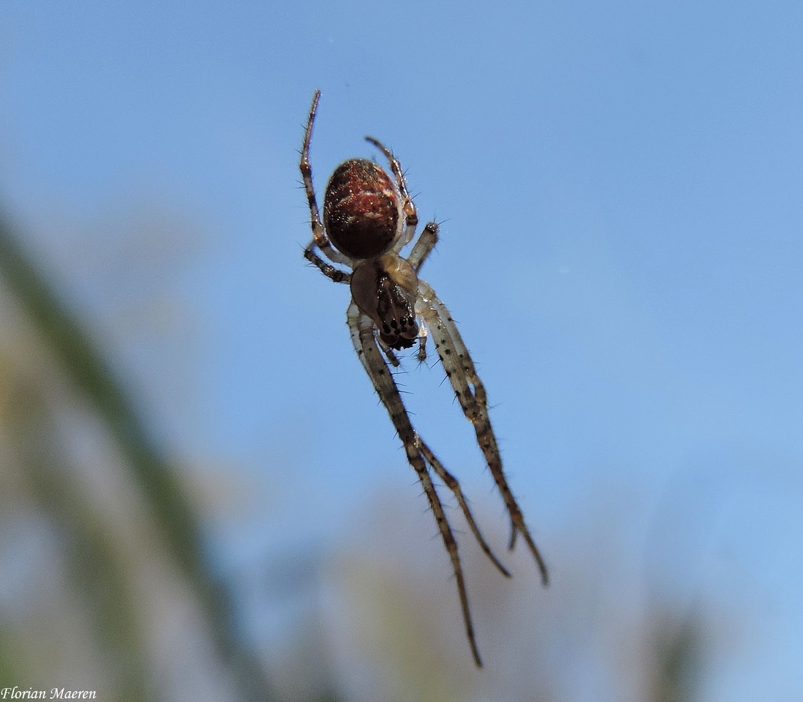 Ambiance Nature - Photographies: Les arachnides