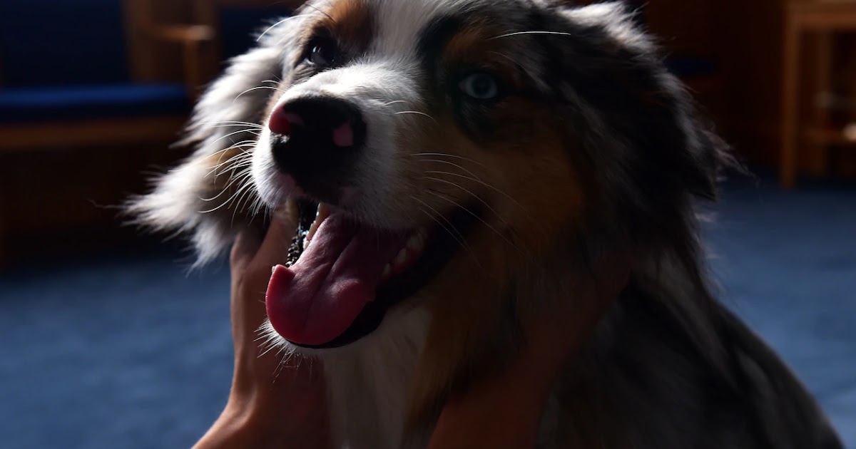 Synevovet - totul despre animalele de companie: Ce inseamna aceasta ...