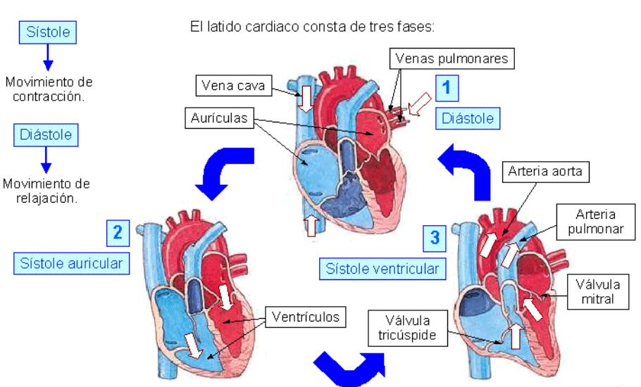 Aprendiendo un poco más: Sistema Cardiovascular: Resumen #3
