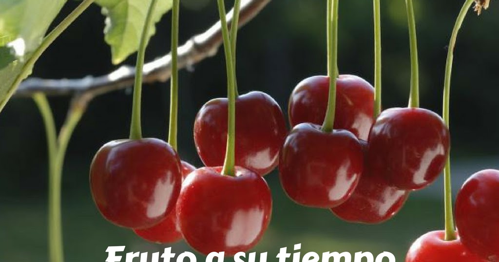Te Haré Entender...: FRUTO A SU TIEMPO