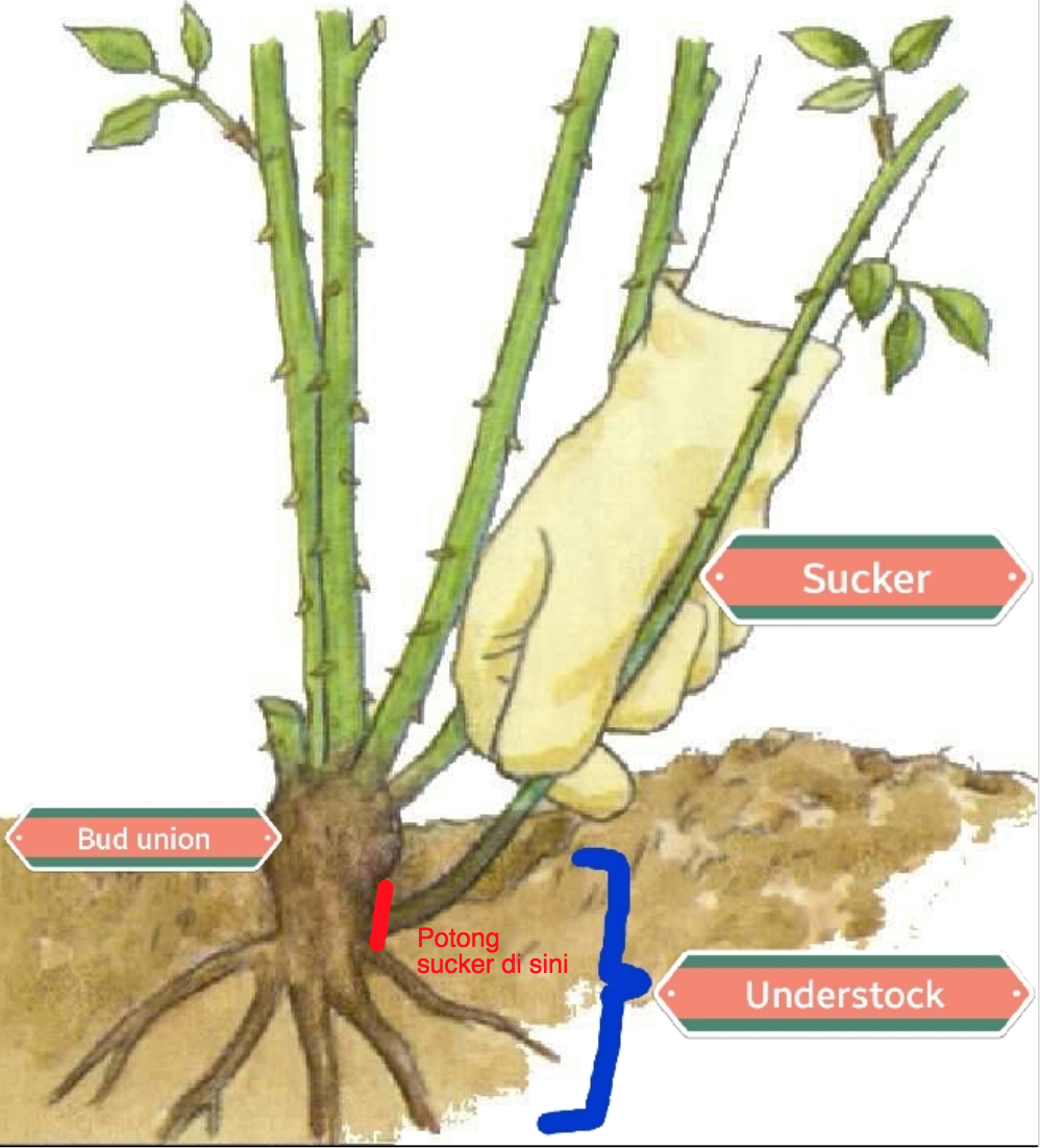 Tanam Ros Untuk Beginner: Pokok Ros Yang Boleh Hidup di Tanah Rendah