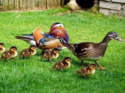 Bebek Mandarin, Burung Anggun dari Asia Timur | RE Tawon