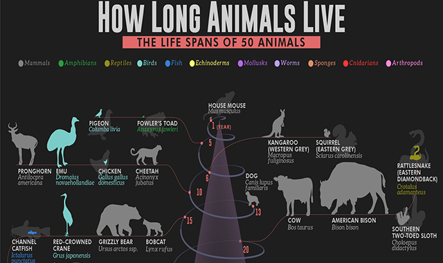 How Long Animals Live: The Life Spans of 50 Animals #infographic ...