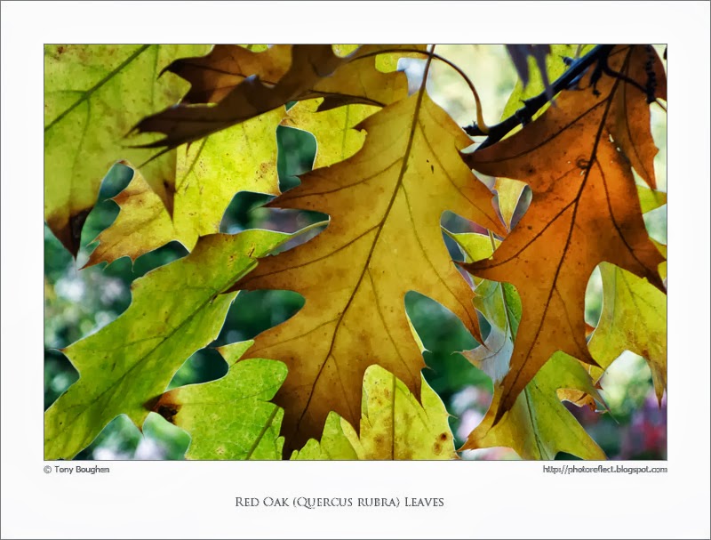 PhotoReflect: Cemeteries and red oaks