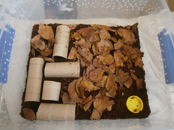 Invertebrate Dude: How I Setup My Cockroach Enclosures