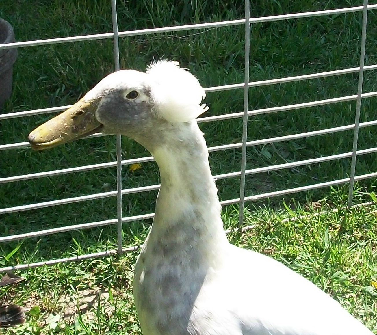 The Midlife Farmwife: One Odd Duck