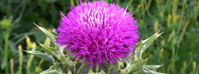 Sfaturi Utile: Laptele ciulinilor și proprietățile sale