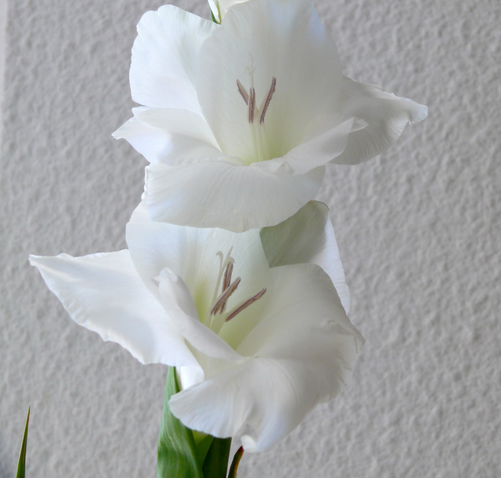 El bazar de la Retórica: UNA FLOR PARA ISABEL