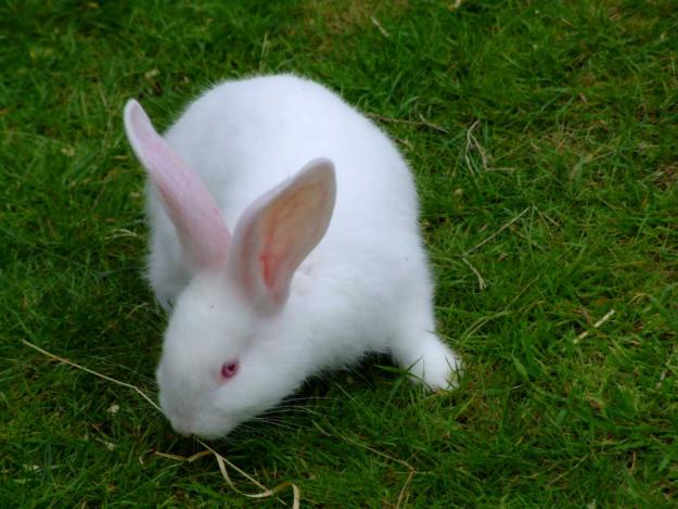 Un cuento para cada dia: La rosa y la coneja