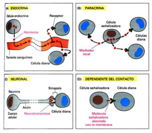 BIOLOGÍA 3º SECUNDARIA: 04/26/15