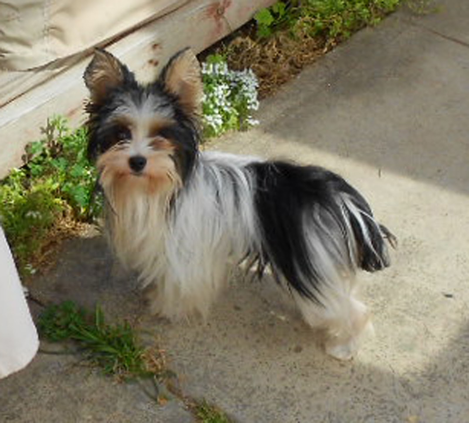 The Heavenly Yorkies: Meet Our Yorkie Family