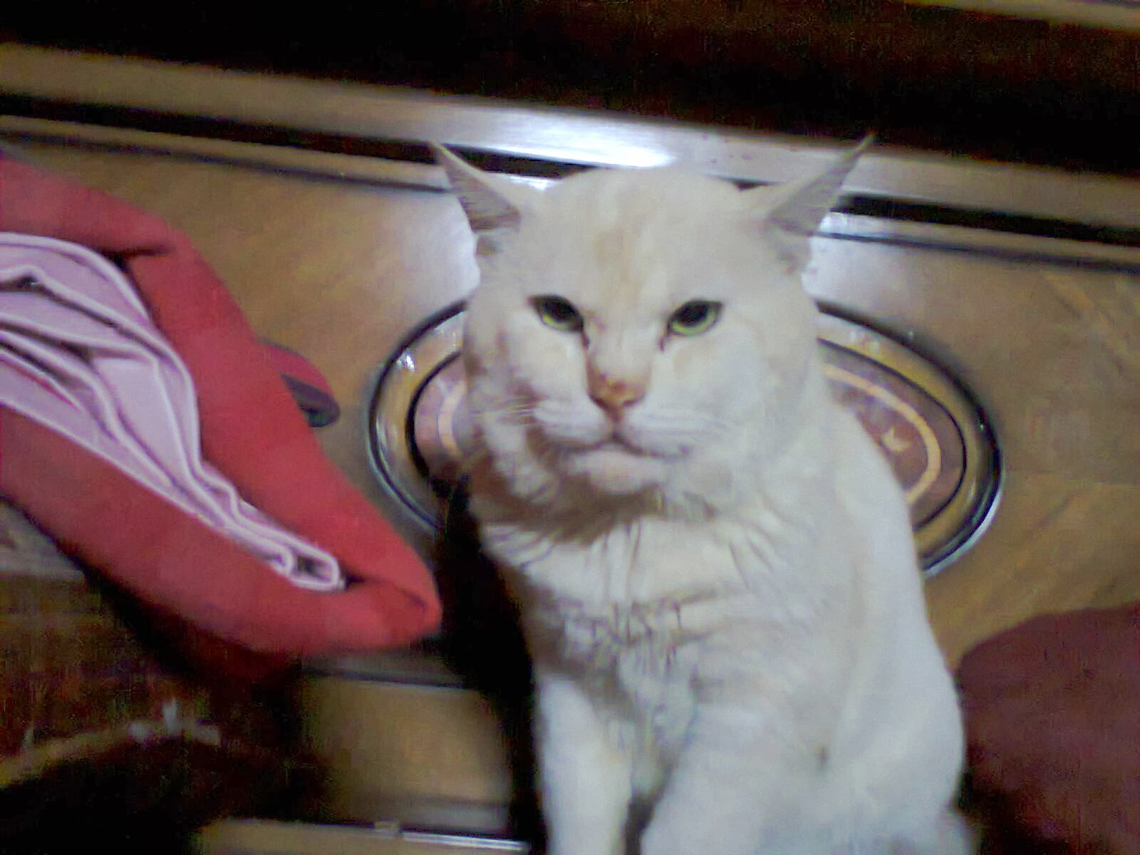 Kumpulan Kucing Eek Darah Imut