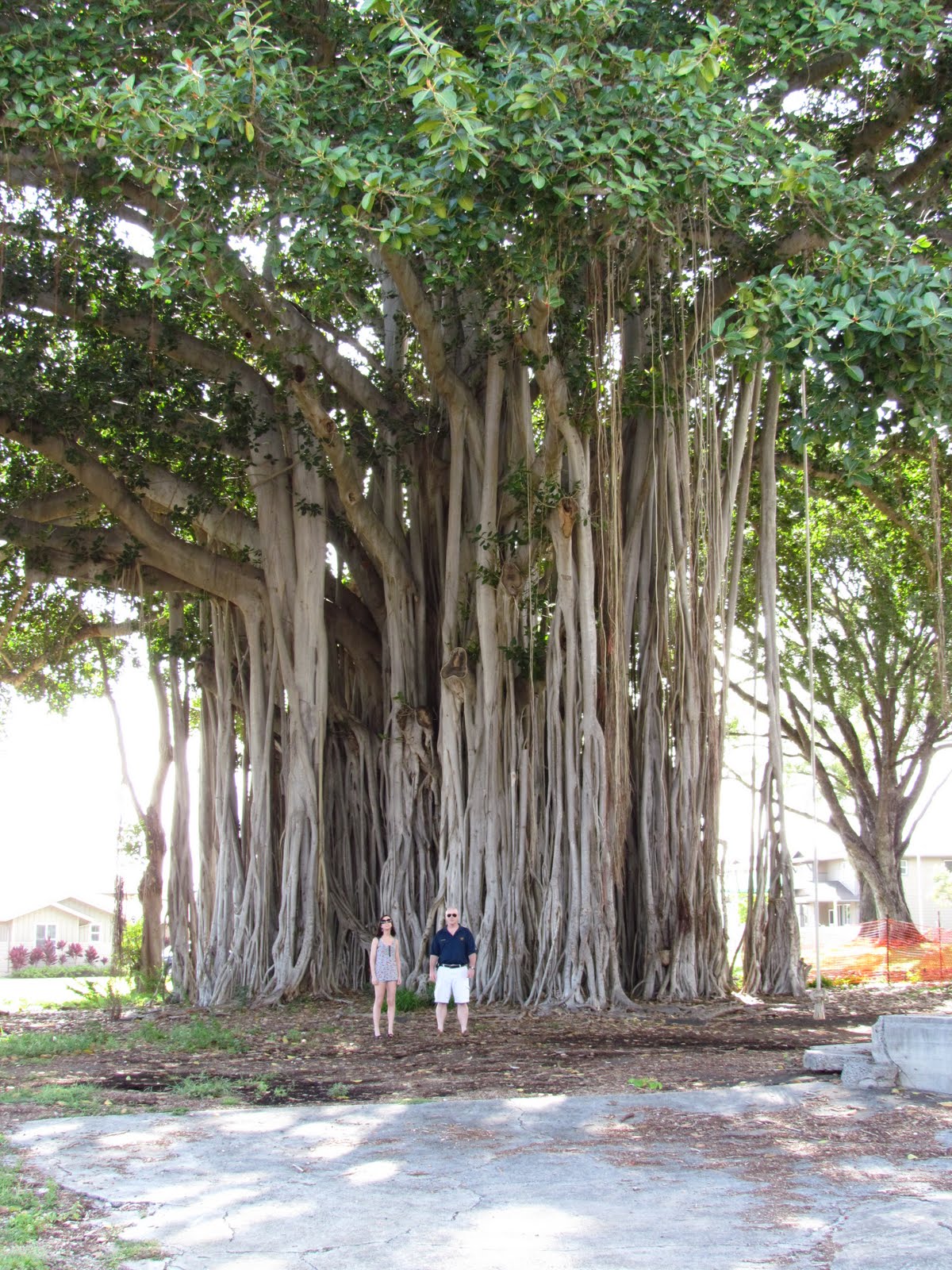A Soul's Journey: My Lakshmi Tree...