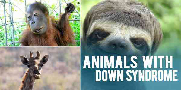 10 ANIMALS WITH DOWN SYNDROME WHOSE PHOTOS WILL MELT YOUR HEART - BIG NEWS