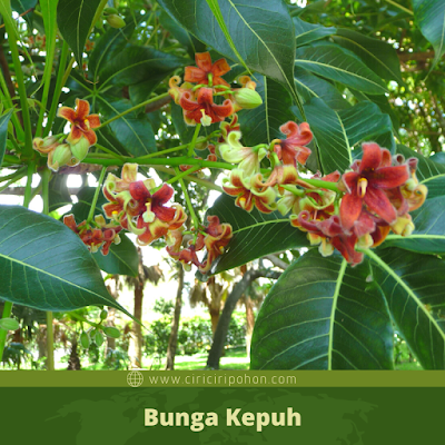 Ciri Ciri Pohon Kepuh (Sterculia foetida) Di alam Liar - Ciriciripohon.com