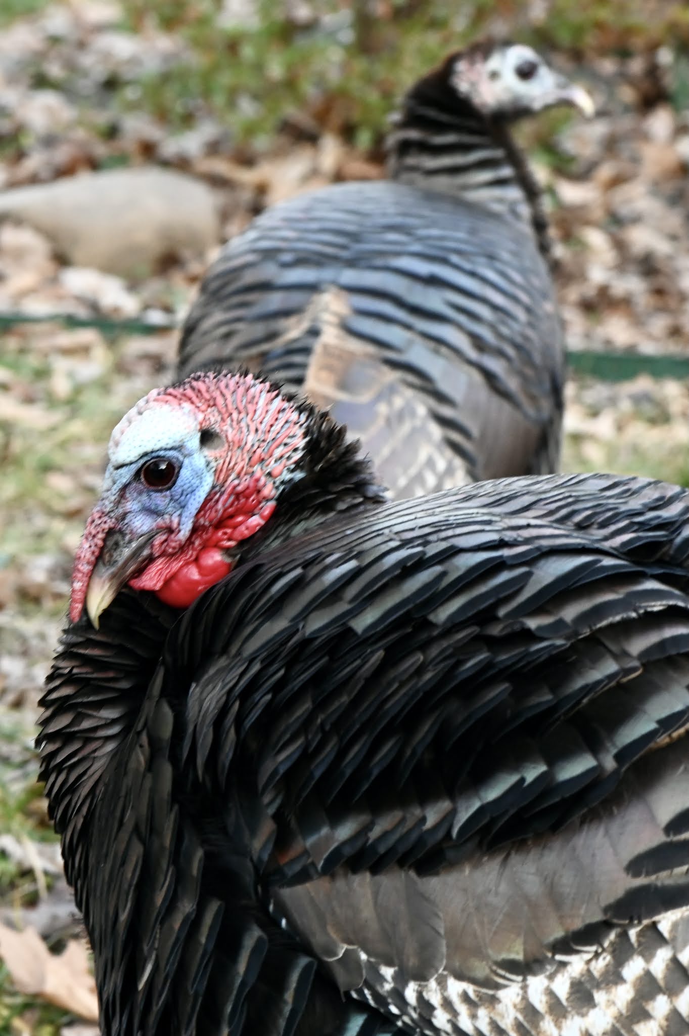 Urban Wildlife Guide: Wild Turkeys