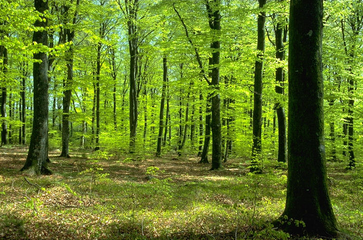 free wallpaper: natural fresh forest wallpaper