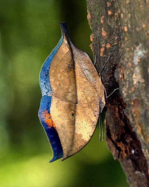 Dead leaf butterfly | Interesting facts | Love nature
