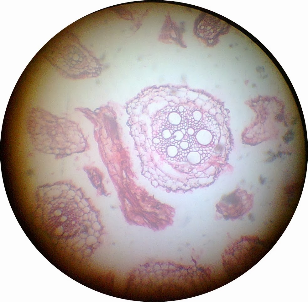 (PDF) Laporan praktikum variasi gen - DOKUMEN.TIPS