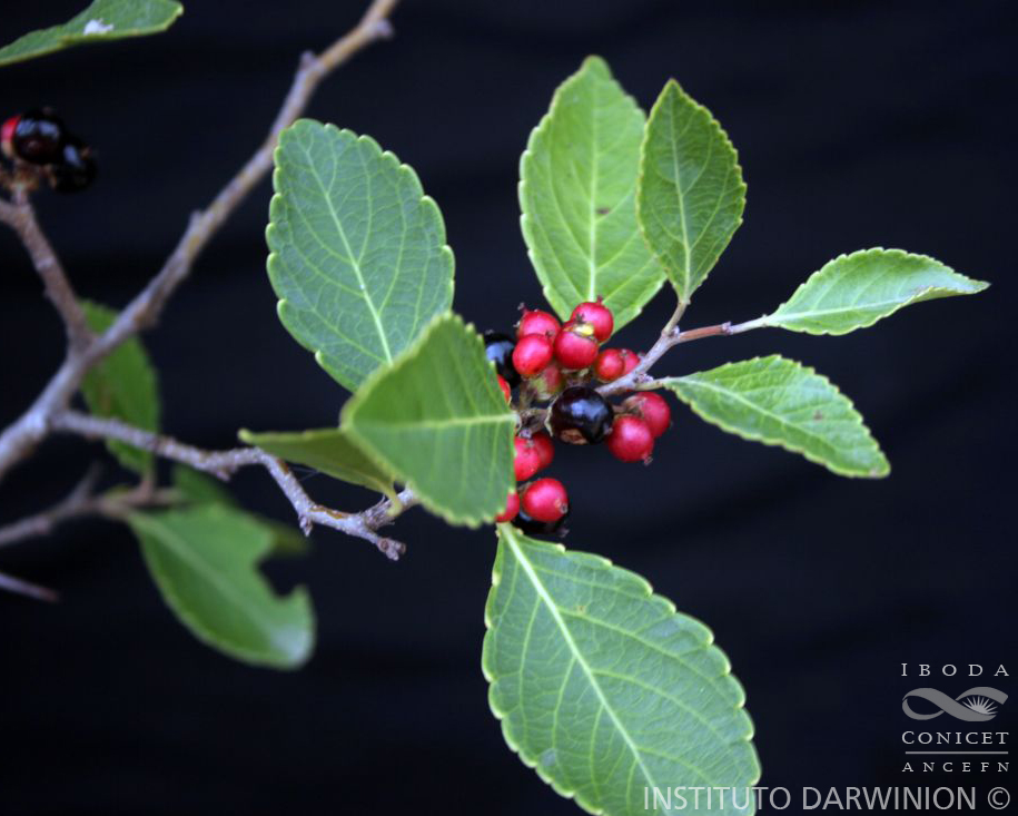 Argentina nativa: Espina colorada (Xylosma venosa)