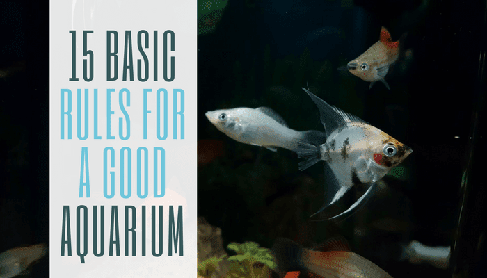 Aquarium Fish Index: 15 Basic Rules For a Good Aquarium