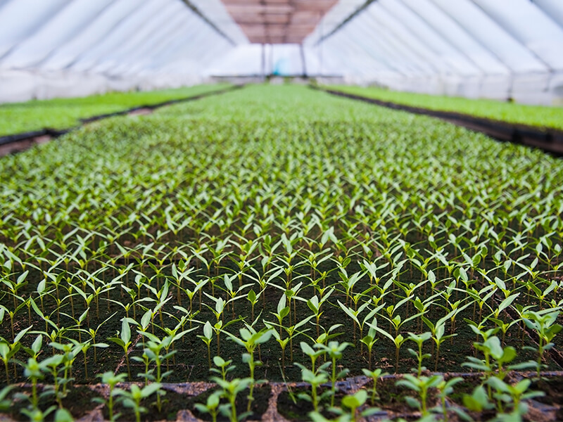 Propagation Media used in Nursery/Polyhouse.