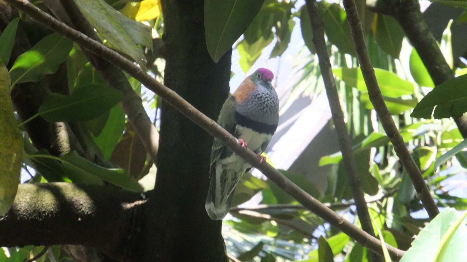 Justina-Overseas: Taronga Zoologijos Sodas Sidnėjus