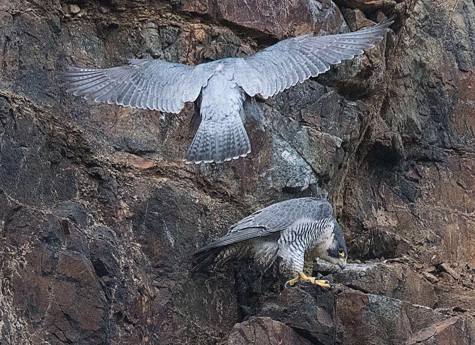 Alan James Photography : Mating Peregrine