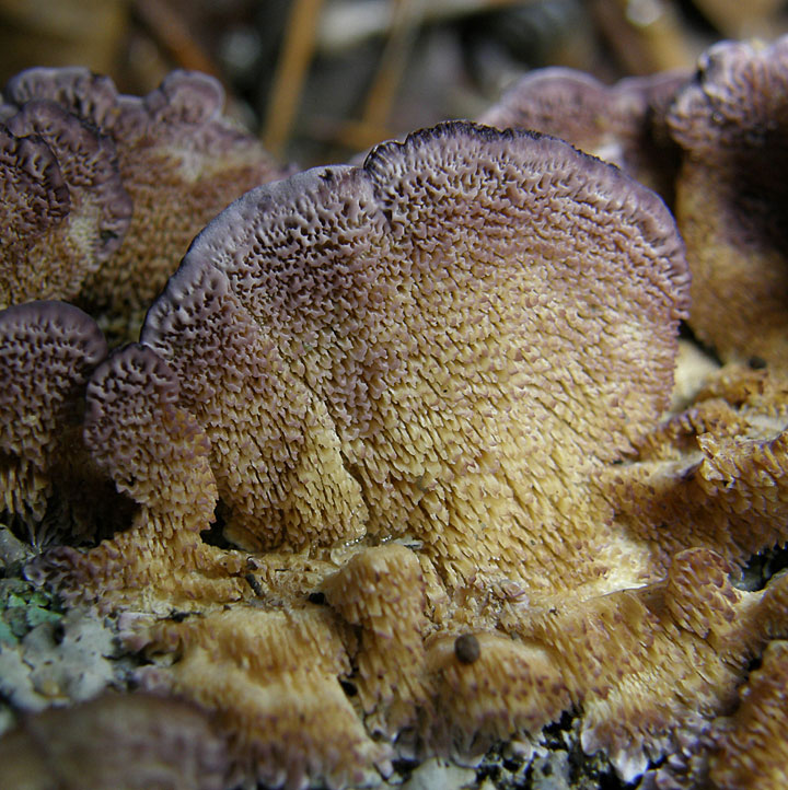 Anybody Seen My Focus?: Trichaptum biforme (Violet-toothed Polypore)