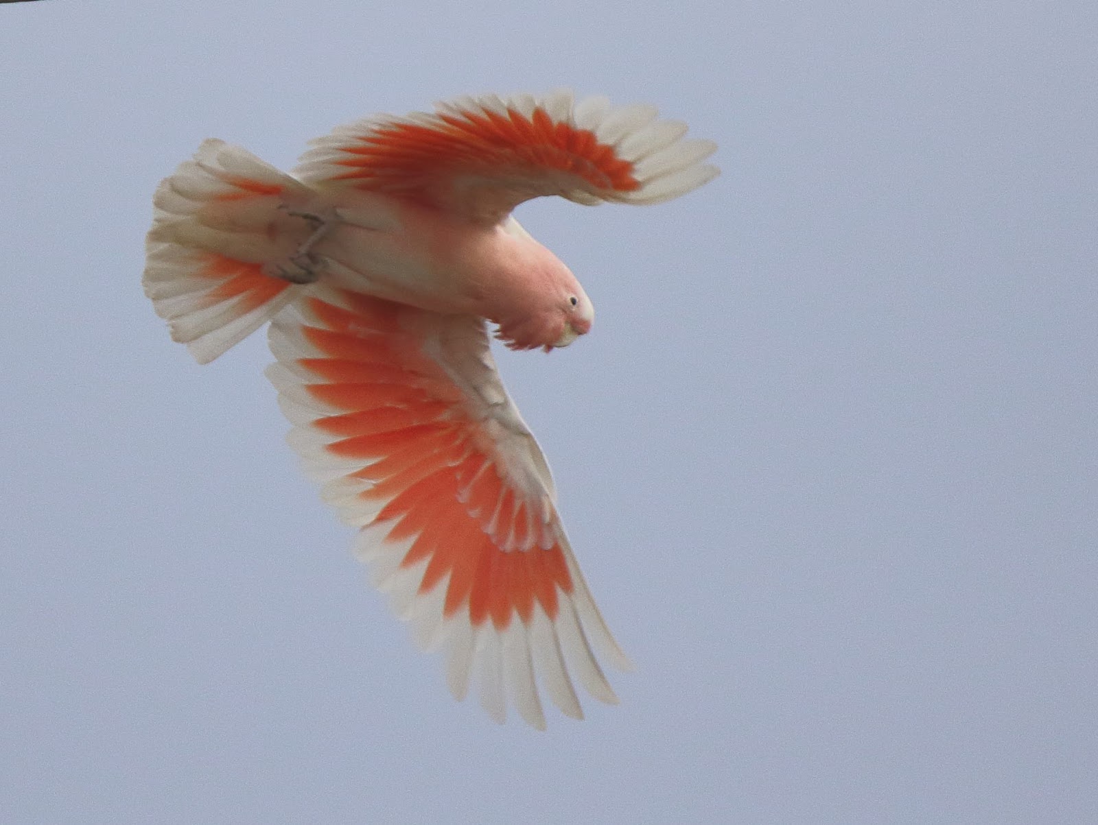 Richard Waring's Birds of Australia: A few photos of Major Mitchell ...