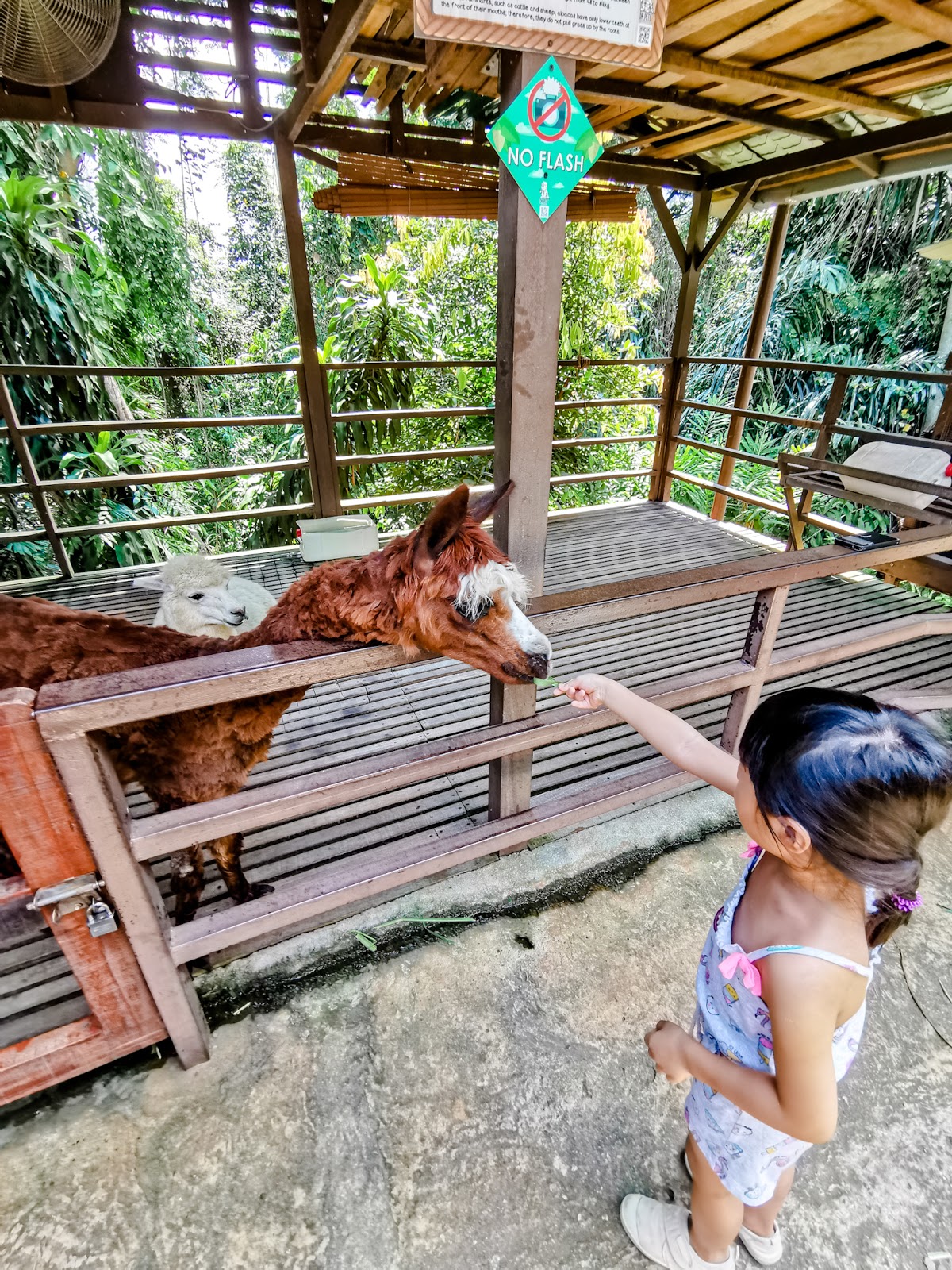 Activities For Kids | KL Tower Mini Zoo - Jia Shin Lee