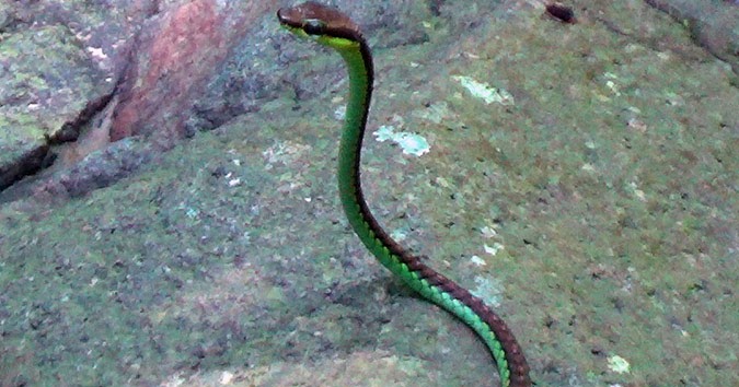 Elegant bronzeback (Dendrelaphis formosus)