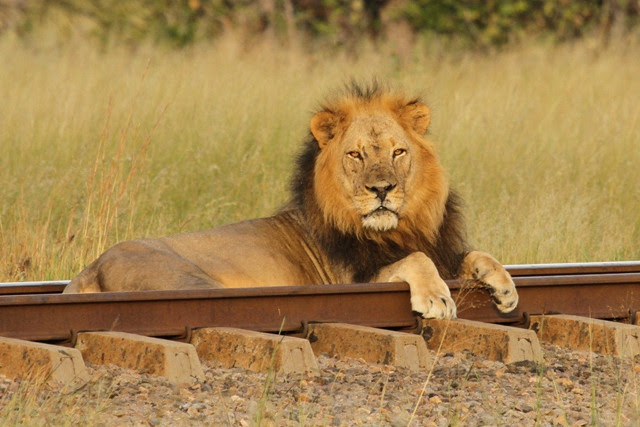 Everything you need to know about the Elephant Express Rail Car ...