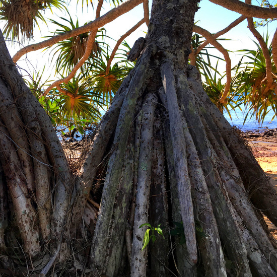 Coastal Pandanus