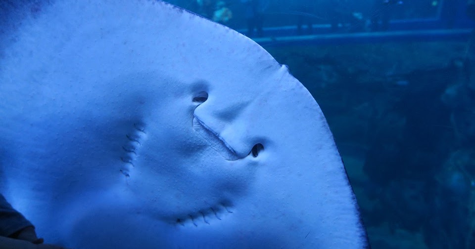 Klasifikasi Ikan Pari dan Morfologi Ikan Pari (Dasyatis Sp) - Kidalisasi