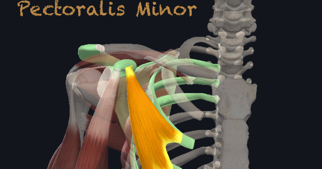 Muscle Monday - Pectoralis Minor