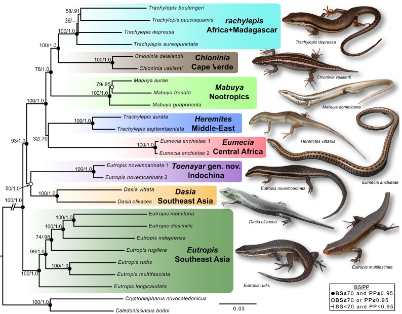Species New to Science: [Herpetology • 2016] Resolving the Higher-Order ...