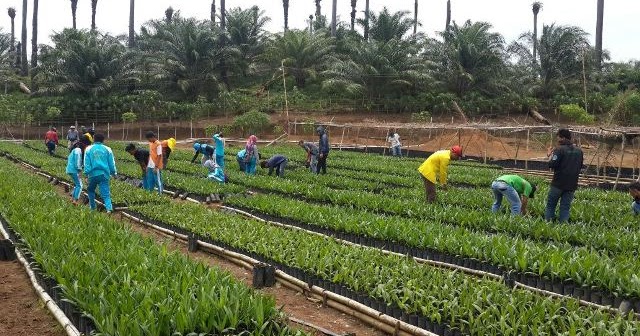 Cara Membuat bedengan yang baik dan benar - PUSTAKA PETANI